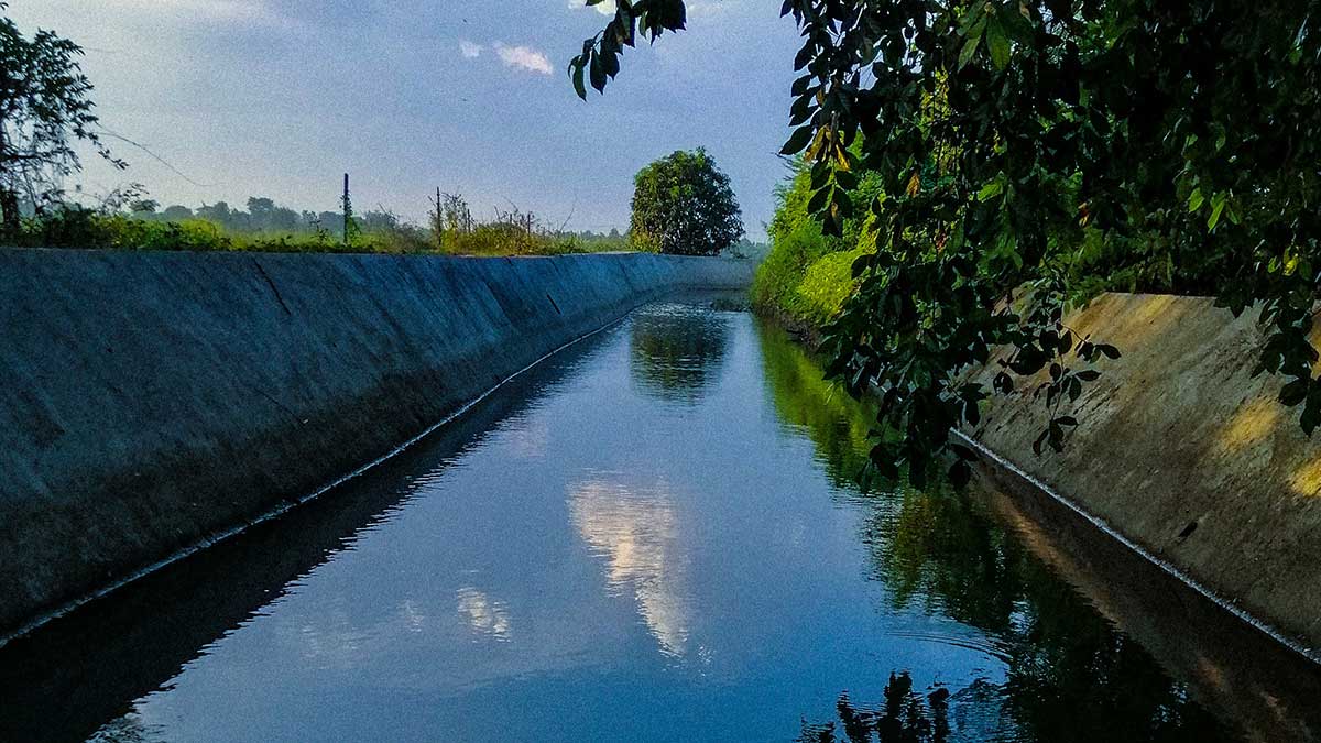 Ditches are a vanishing paradise - Yellow Scene Magazine