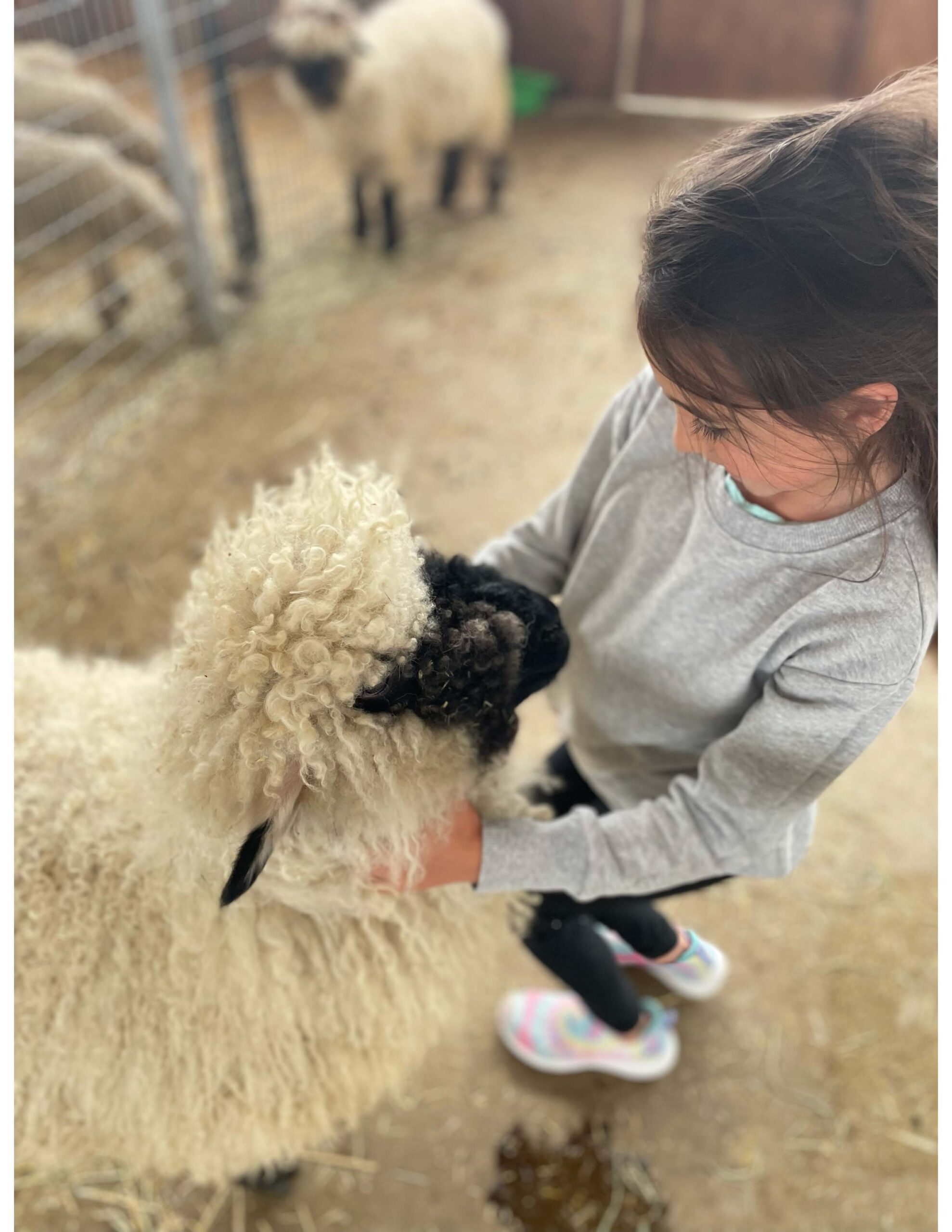 Learning Outside the Classroom at Local Farms - Yellow Scene Magazine