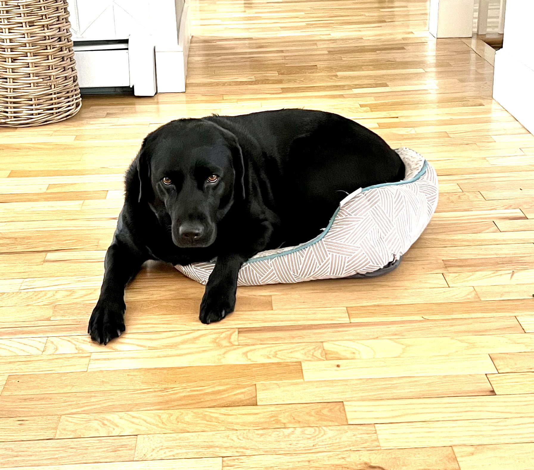 Puppy Love: How Dogs Can Teach Us to Communicate - Yellow Scene Magazine