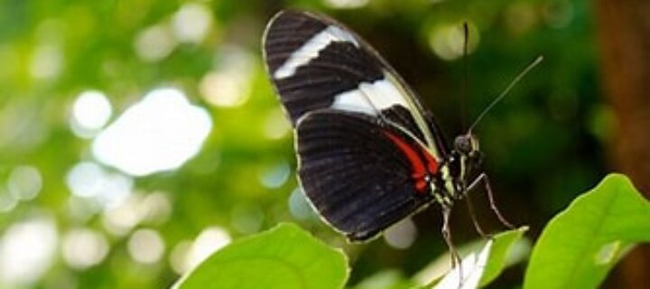 Butterfly Pavilion Unveils New Exhibit Celebrating the Vital Role of ...